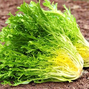 Amazon.com : TomorrowSeeds - Frisee Endive Seeds - 1000+ Count - for ...