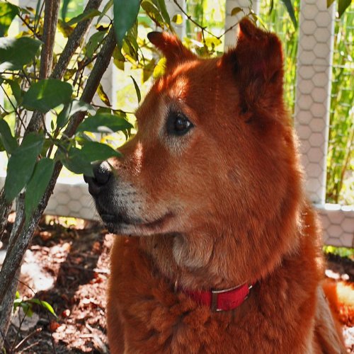 Play My Old Dog (feat. Greg Marsh, Jeff Wolinski, Jeff Bober & Greg ...