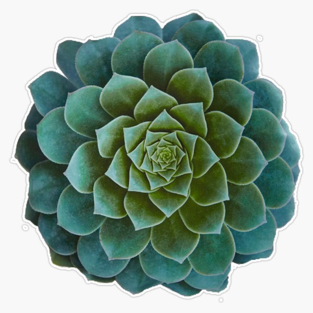 Amazon.com - Succulent Vinyl Waterproof Sticker Decal Car Laptop Wall ...
