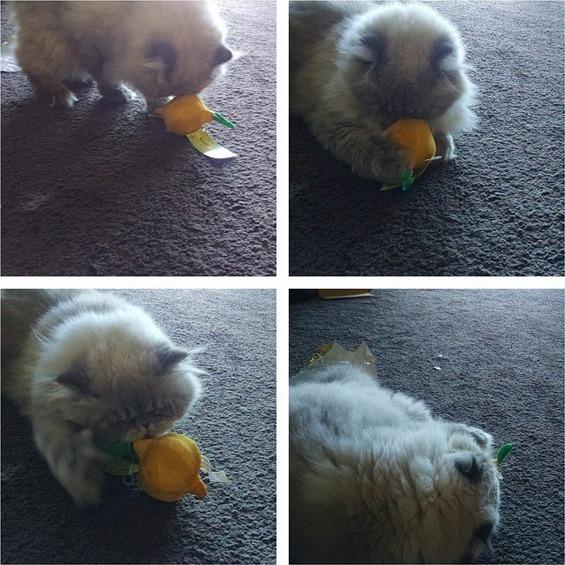 Amazon.com : Yeowww! 100% Organic Catnip Toy, Sour Puss! Lemon : Pet ...