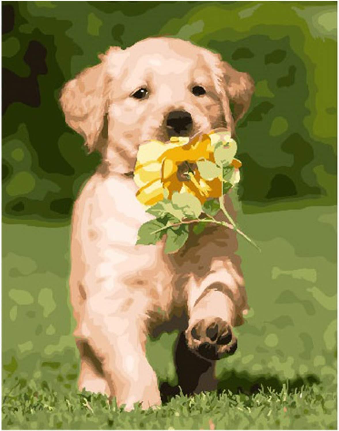 Amazon.com: Paint by Number for Adults – Labrador Puppy – Number ...