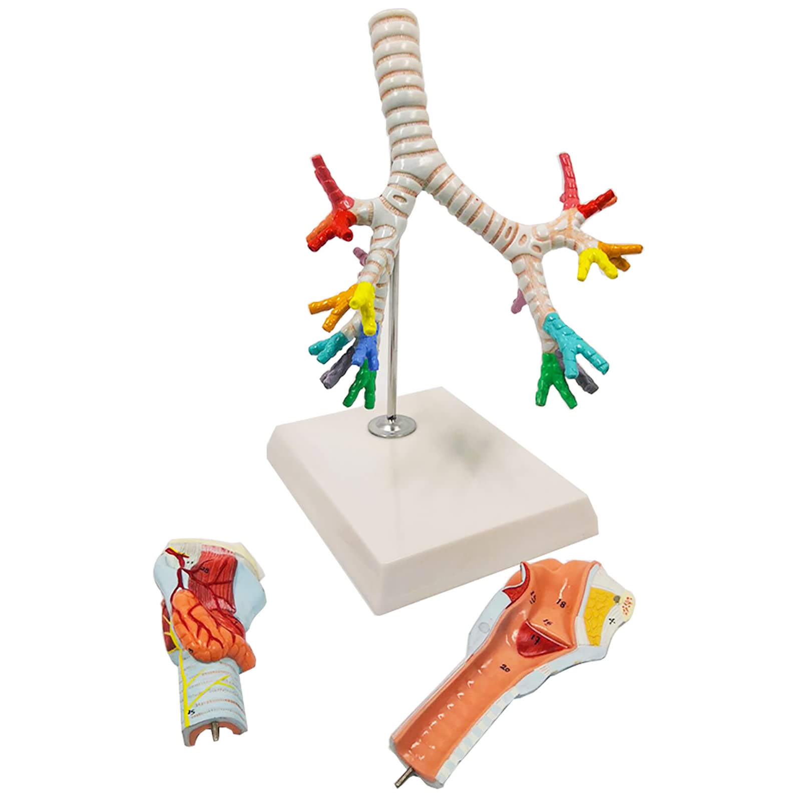 Trachea Anatomy Model