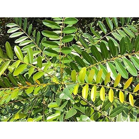 Kapebonavista® Laxmi Taru Lakshmi Taru paradise-tree 2ft height big ...