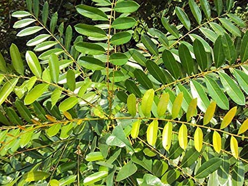 Kapebonavista® Laxmi Taru Lakshmi Taru paradise-tree 2ft height big ...