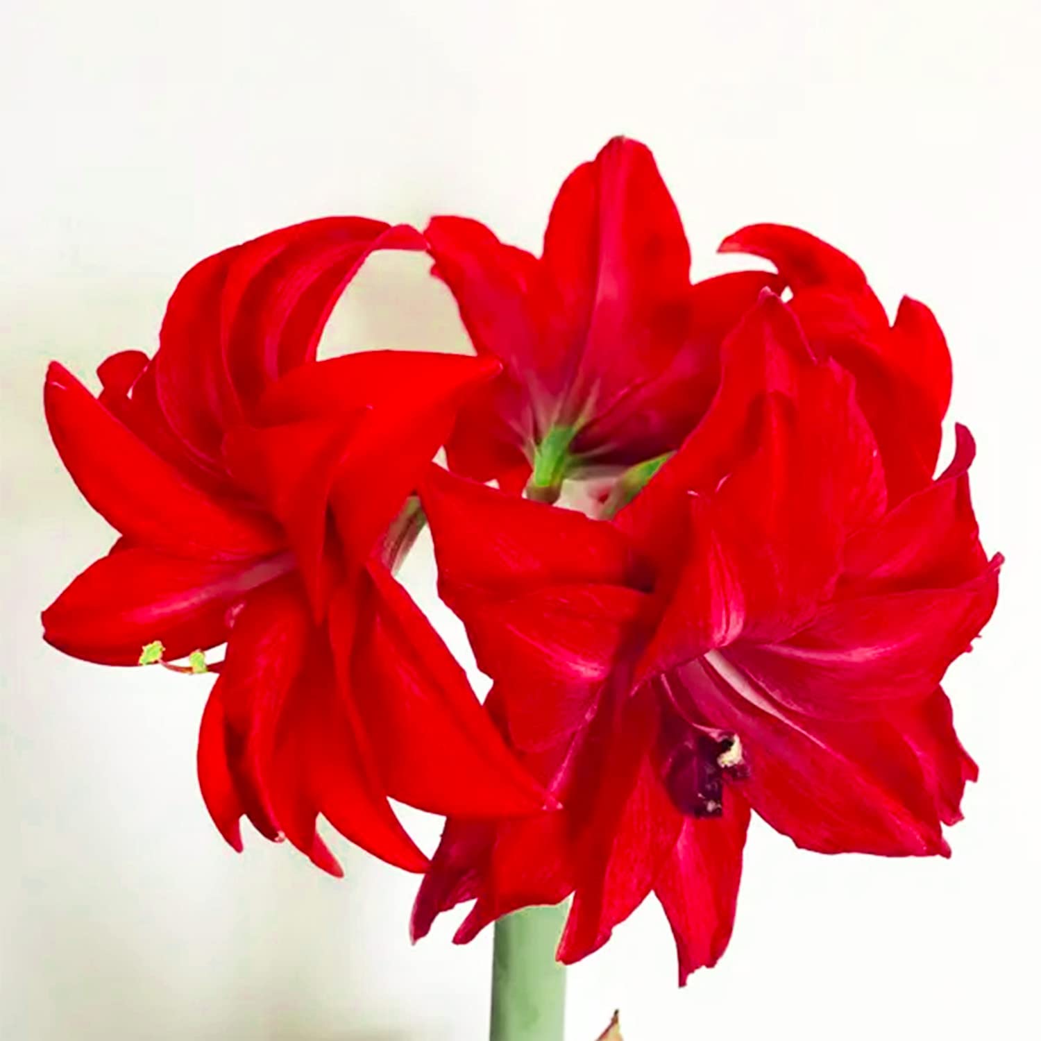 Buy 2 Double Dragon Amaryllis Bulb, Double Blooming Amaryllis, Easy to ...