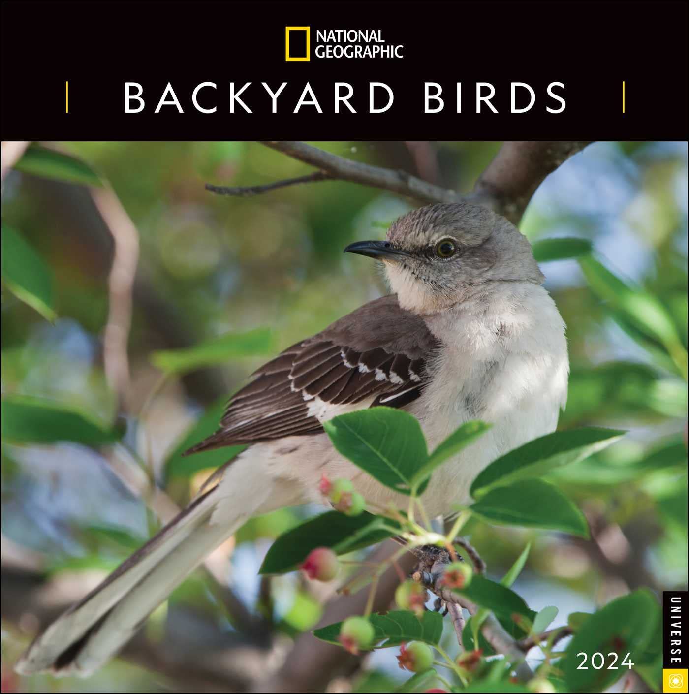 Amazon | National Geographic: Backyard Birds 2024 Wall Calendar ...