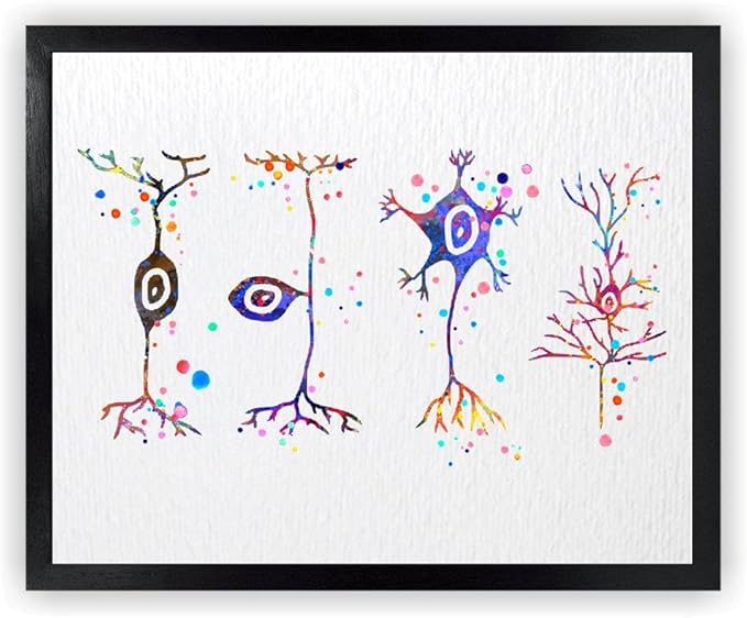 Amazon.com: Dignovel Studios 8X10 Unframed Neuron Types Science ...
