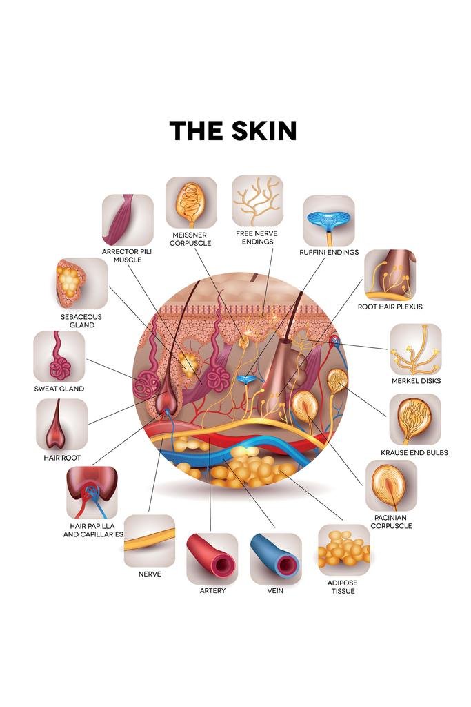 Laminated Human Skin Anatomy Cross Section Educational Chart Sign ...