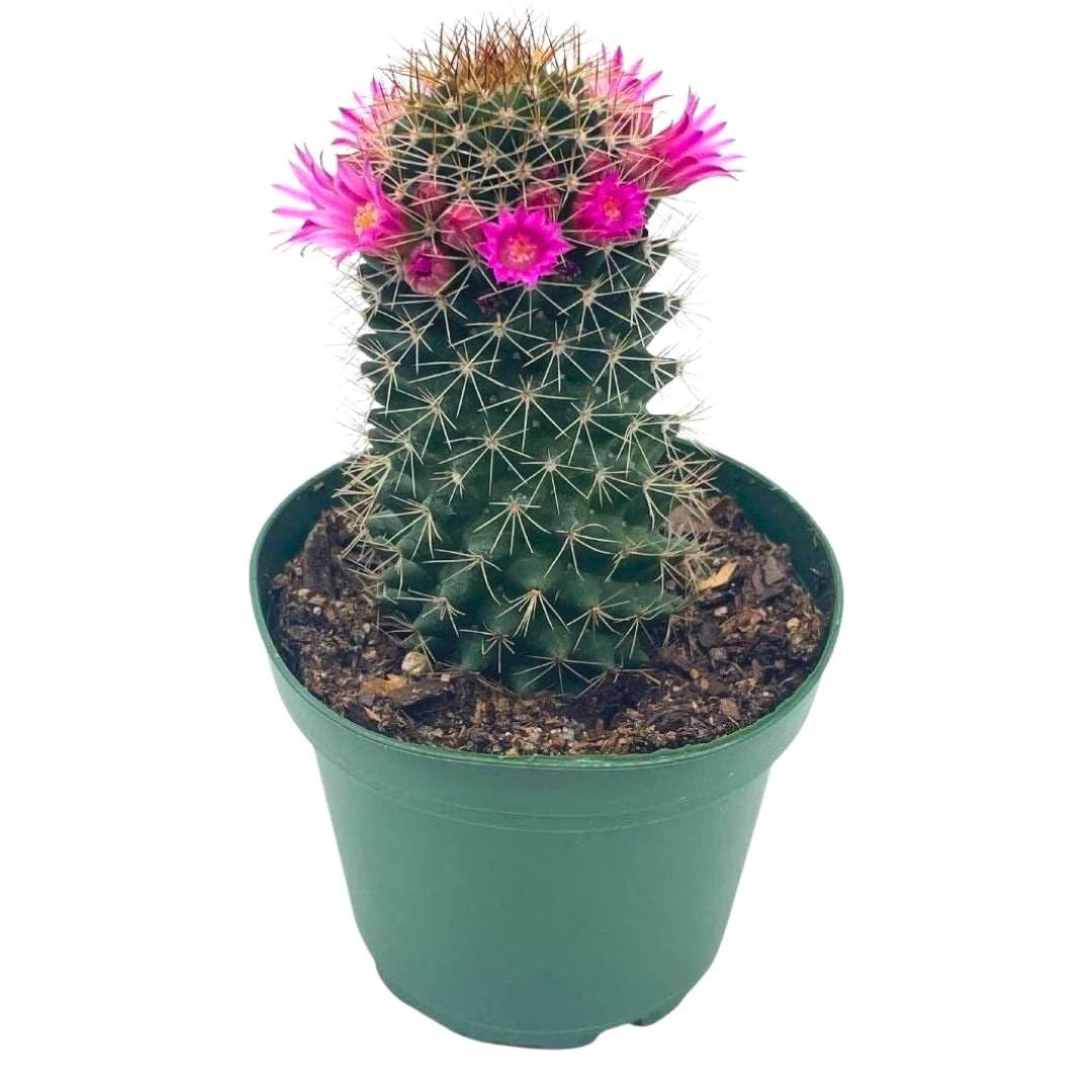 Amazon.com : BubbleBlooms Old Lady Cactus, Old-Lady Pincushion ...