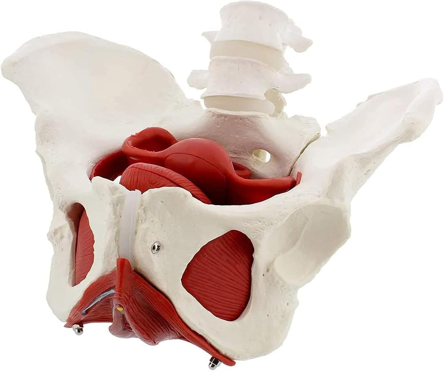 Anatomie Model 3d Vrouwelijke Bekkenbodem Model Bekken Anatomisch Model ...