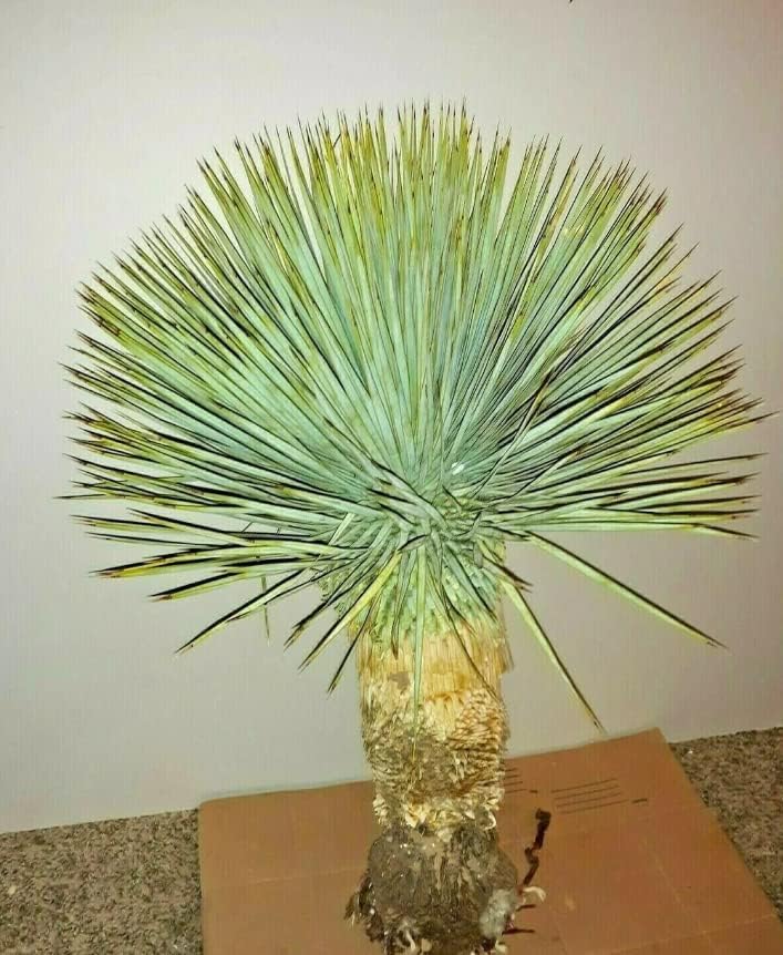 Árbol de yuca grande de 24 a 30 pulgadas, planta viva – Yaxa Colombia