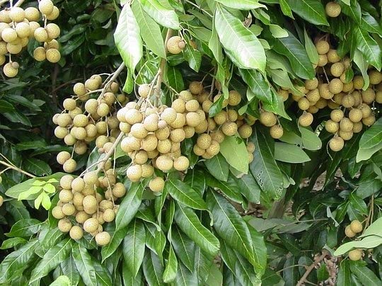 Cloud Farm Live Rare Dwarf Longan Fruit Plant, Thailand Variety Healthy ...