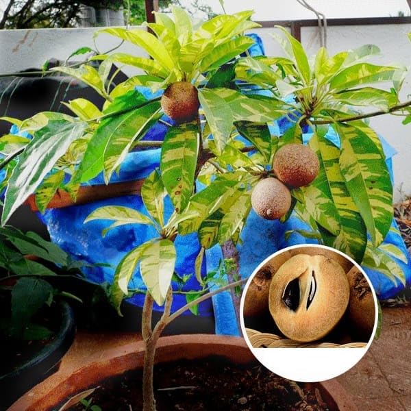 ALAMIN GARDEN Rare & Sweet Thai Variegated Sapota Plant, Chikoo, Chiku ...