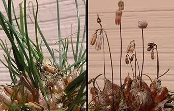 Amazon.co.jp: 種子を出品 リタンサス プシルス(ドリミア ユニフローラ) Litanthus pusillus 20粒球根植物 ...