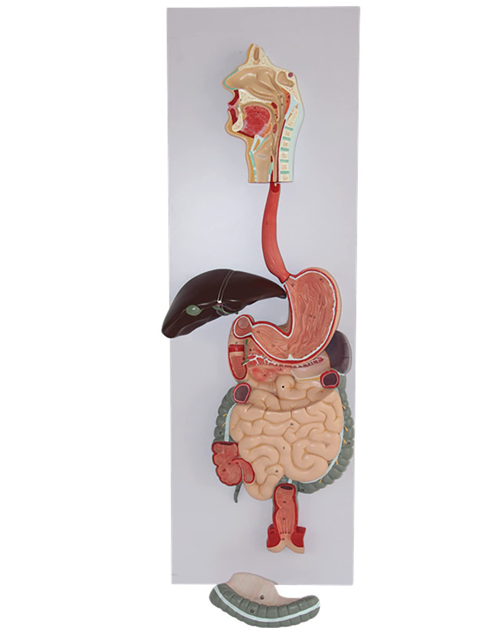 Buy Human Digestive System Model PVC Three Dimensional Digestive System ...