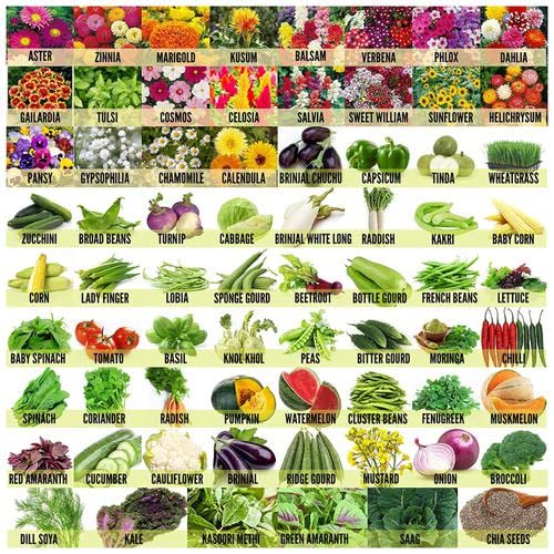 Seeds combo pack ( Vegetable, Flower ) ( 200 seeds ) : Amazon.in ...