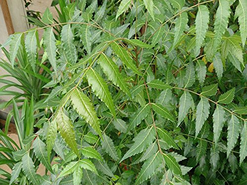 ROYAL LAND High Medicinal Value Live Plant - Rare NEEM Plant ...