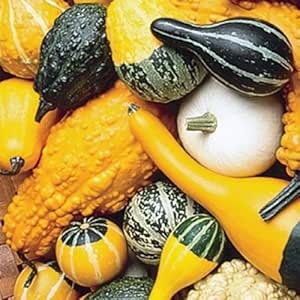 Amazon.com : All-Size Gourd Mix (30 seeds) : Vegetable Plants : Patio ...
