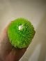 Schylling Shaggy Nee Doh Stress Ball - Funky NeeDohball Fidget Toy to ...