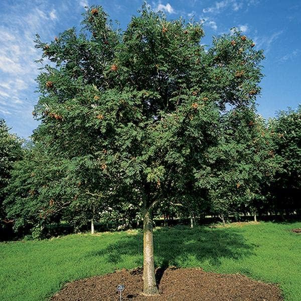 5ft Cut Leaf Rowan Tree | 9L Pot | Sorbus aucuparia 'Asplenifolia' | by ...