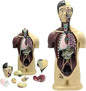 Amazon.com: RRGJ Teaching Model, Torso Anatomy Model 9 Parts Half-Body ...
