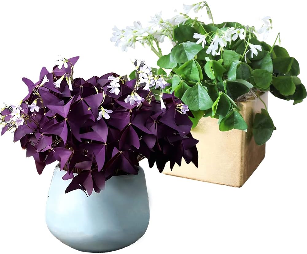 Amazon.com : 30pcs Mix Oxalis Triangularis Bulbs Purple and Green ...