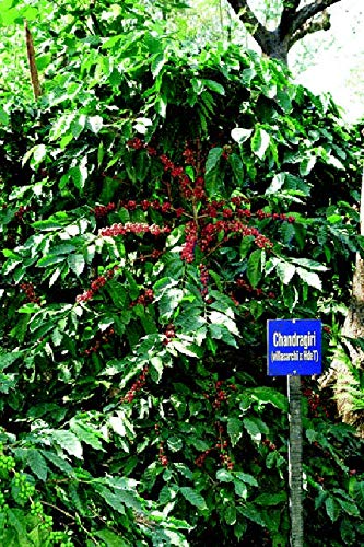 Rain Forest Dwarf Rare Exotic Spice Plant- Coffee plant Huge Production ...