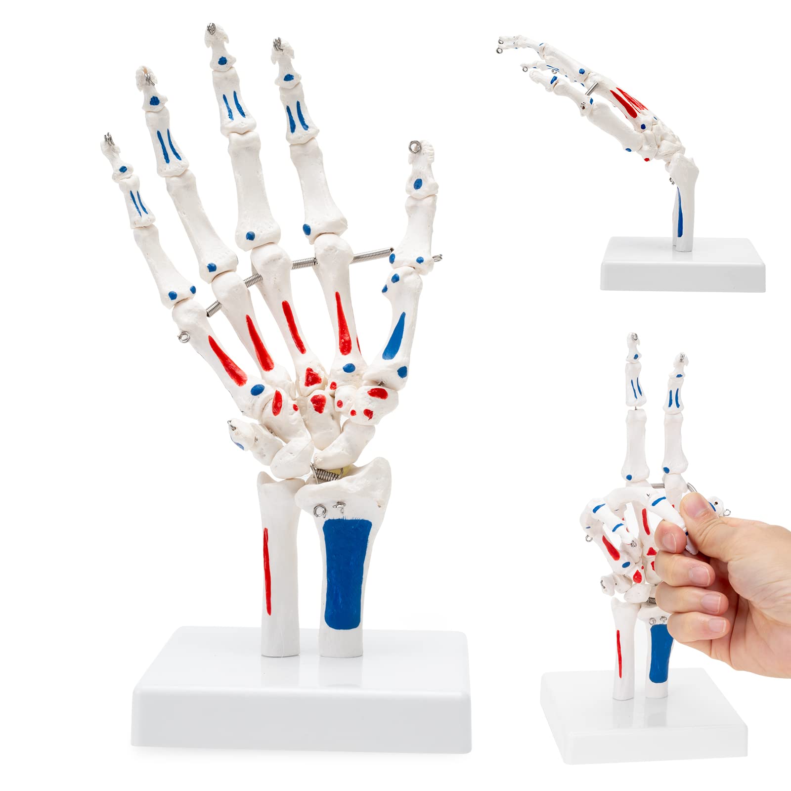 Skumod Hand Joint Model Anatomical Model Of The Human Hand | Desertcart ...