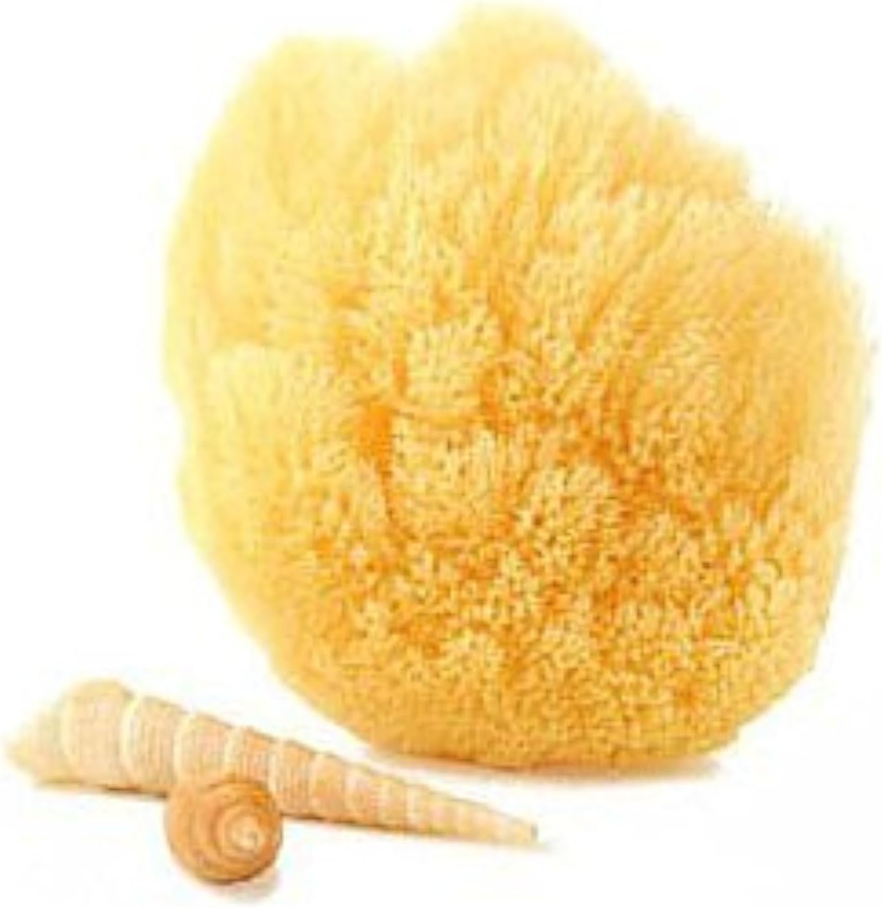 Amazon.com: Natural Grass Sea Sponge - 6-7 Inch : Beauty & Personal Care