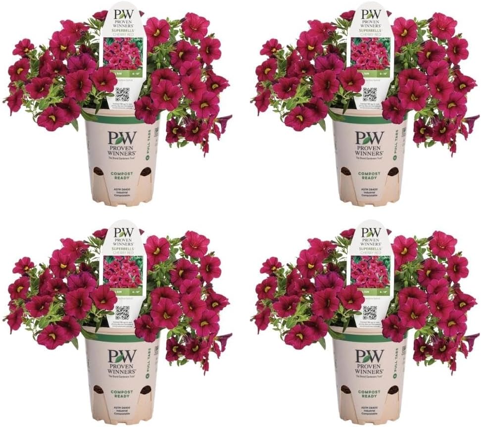 Amazon.com : 4.25 in. Eco+Grande Superbells Cherry Red (Calibrachoa ...