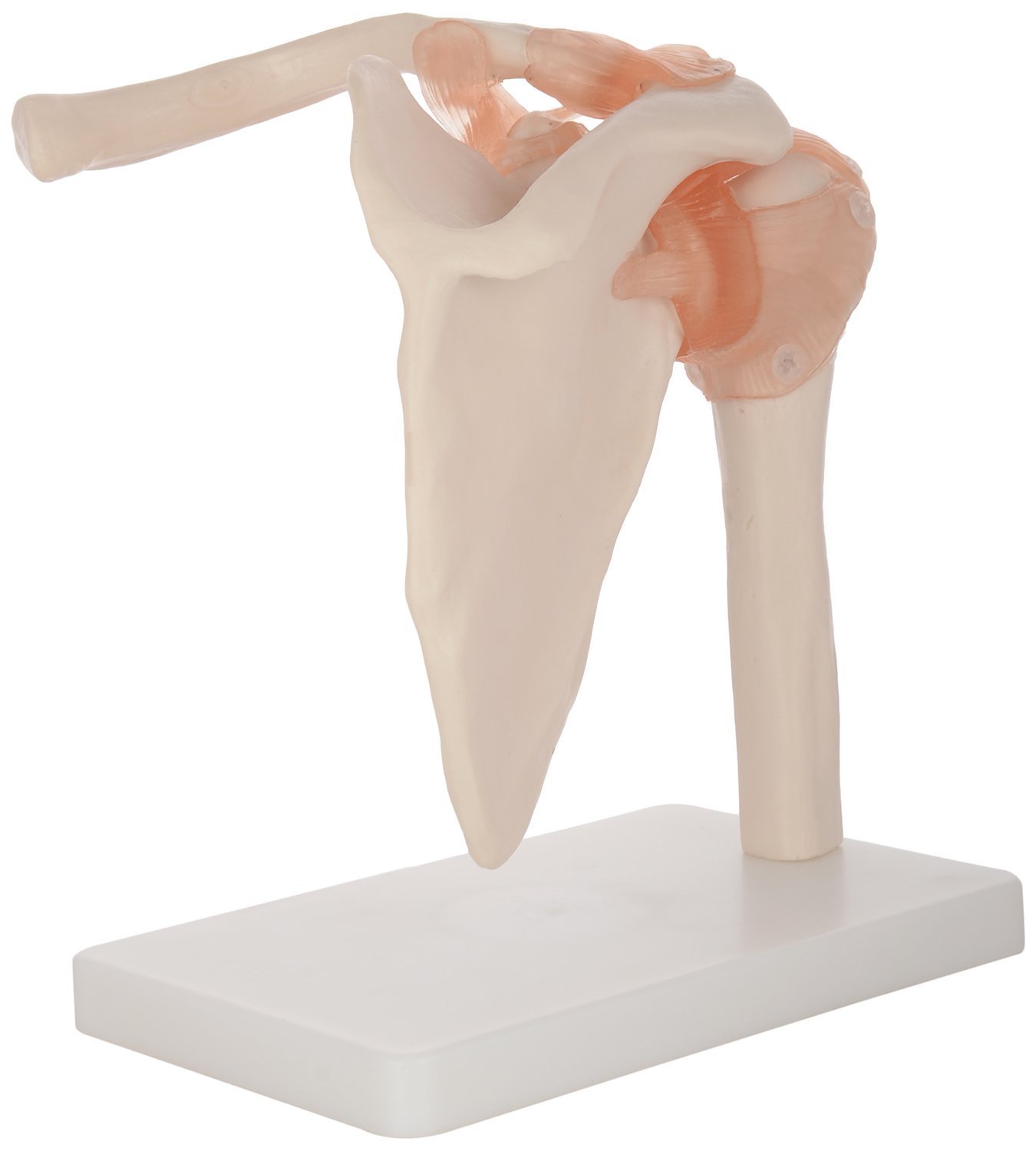Apex Shoulder Joint Anotomical Model : Amazon.in: Industrial & Scientific