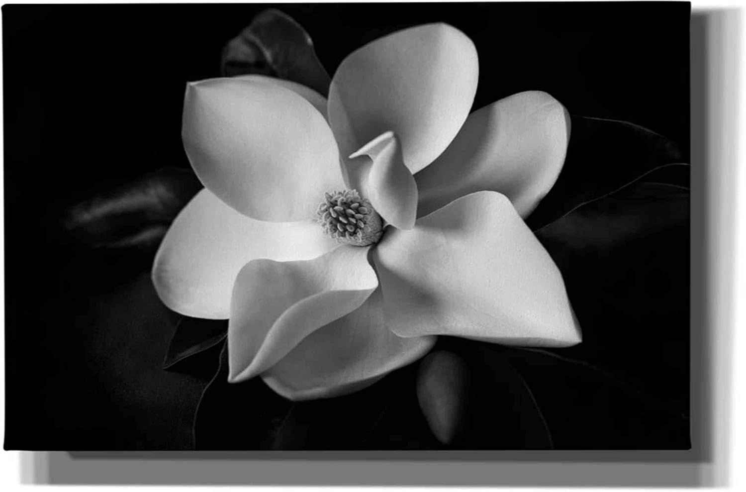 Amazon.com: Epic Graffiti 'SID14511_Magnolia' by Debra Van Swearingen ...