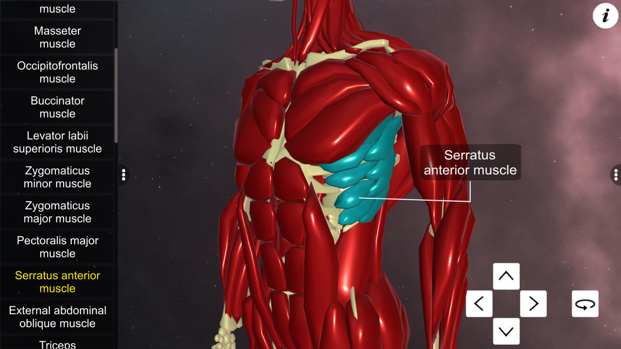 Learn Muscular System-Amazonアプリストアのアプリ