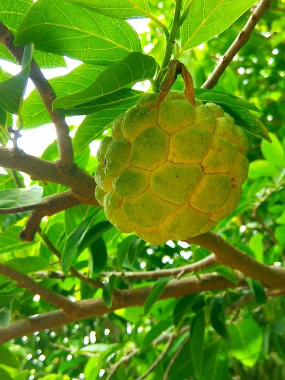 Live Rare Sugar apple plant, Custard apple live fruit Plant, Sharifa ...
