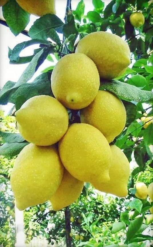 Cloud Farm Hybrid Dwrafs Vaiant Citrus/Nimboo/Nimbu/Lebu/Lime Live ...