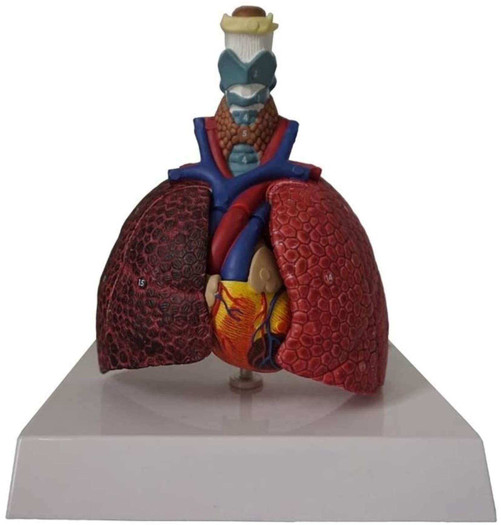 Buy ZAMAX Study Model 1pc Life Size Human Organ Anatomy Model Larynx ...