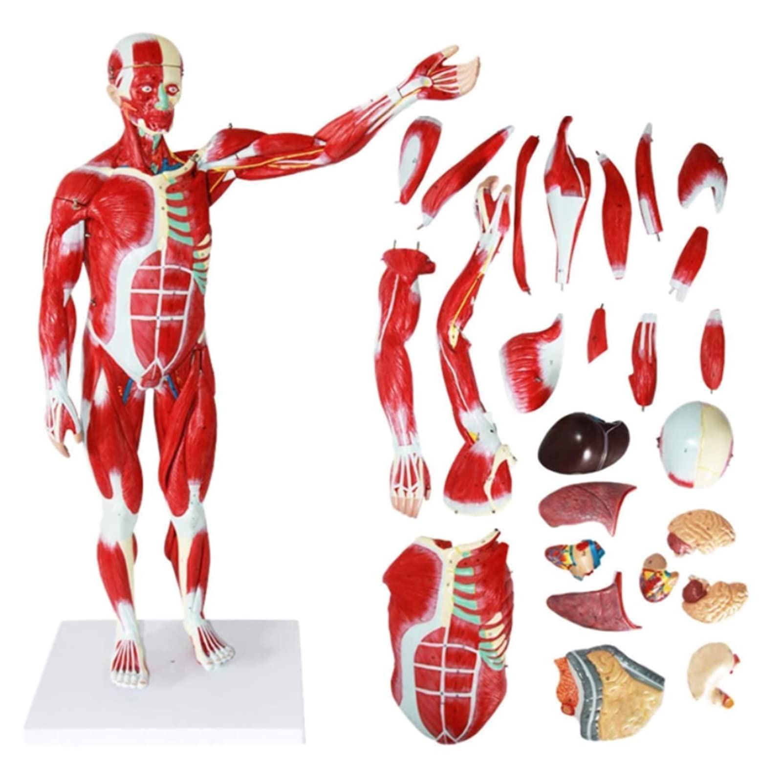 Buy Human Muscle Anatomical Model Anatomical Muscular Model Scientific ...