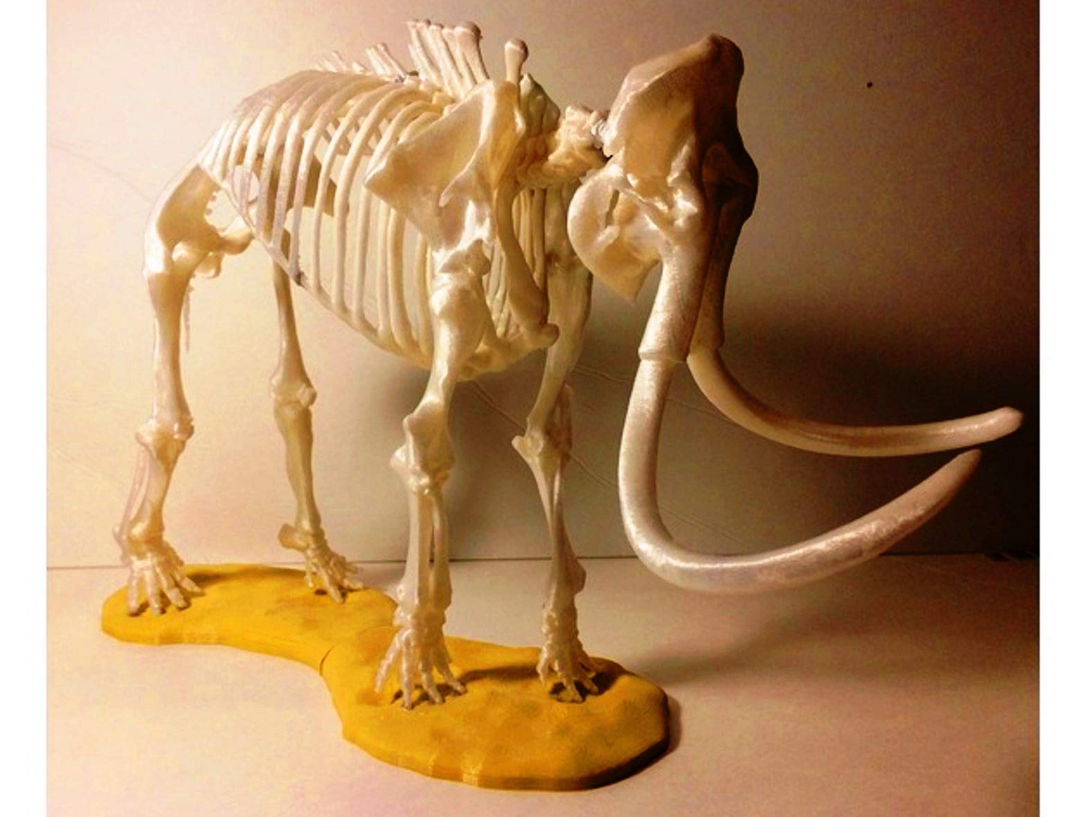 Elephant Skeleton Diagram