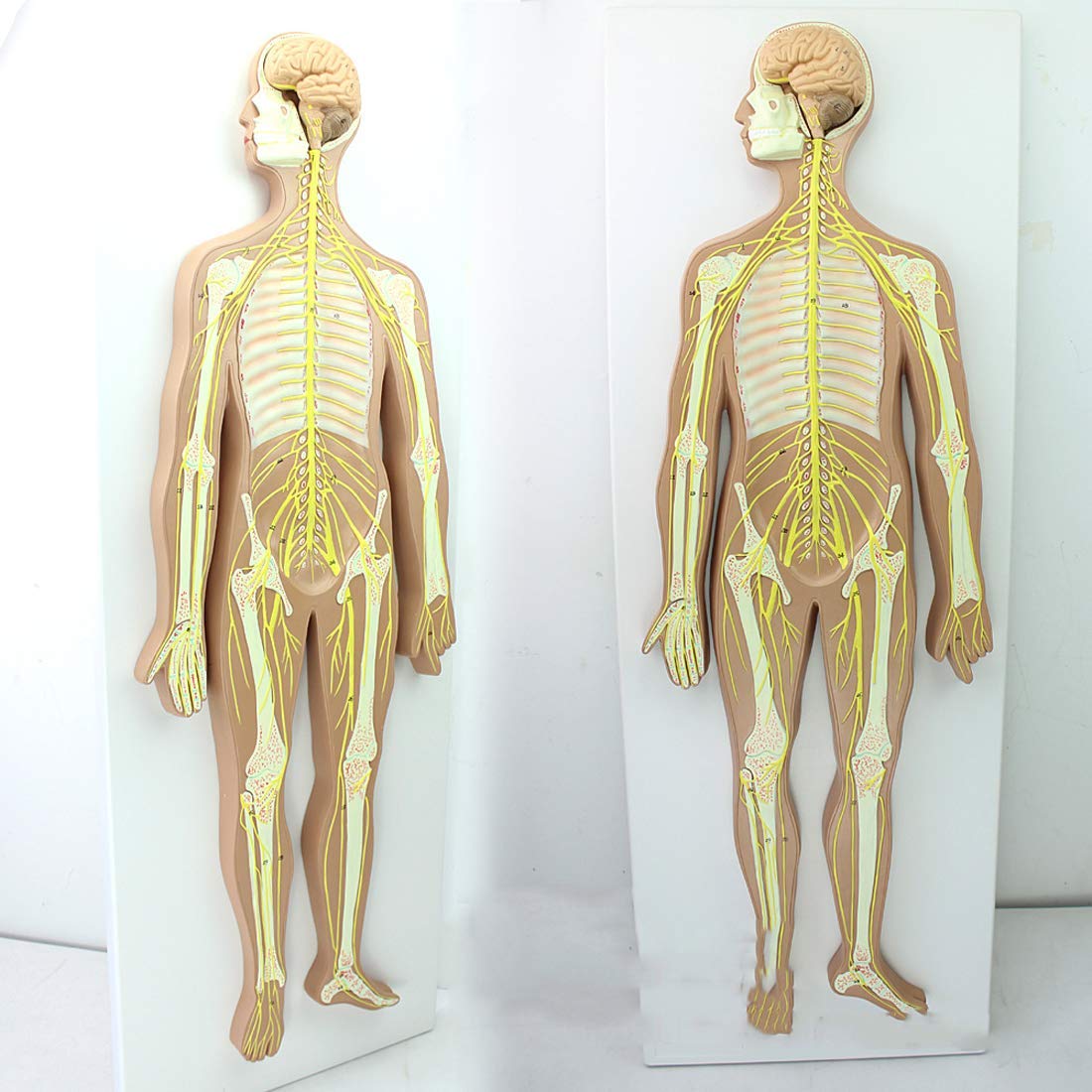 Nervous System Model Labeled