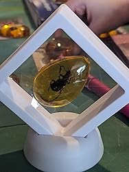 Amazon.com: Amber Dig Kit - Insects in Resin, 8 Insects Specimens ...