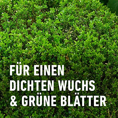 Buchsbaum Balkon – Die 15 besten Produkte im Vergleich - Hausbauberater ...