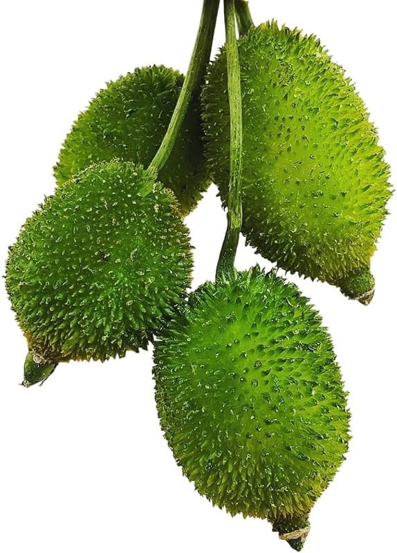 Spine gourd root For Plant Pack Of 8 : Amazon.in: Garden & Outdoors