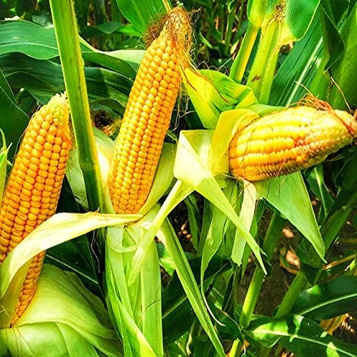 ASR PEG BABYCORN & SWEETCORN HYBRID SEEDS | 100% GERMINATION AND ...