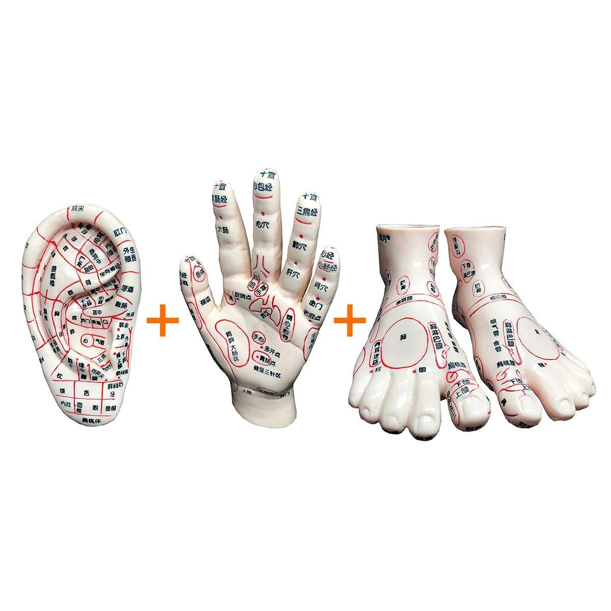 Manual Hands On Research Trial Hand Foot Ear Acupuncture Model ...