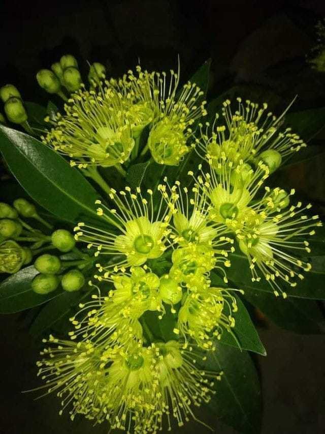 Yellow First love flower Plant : Amazon.in: Garden & Outdoors