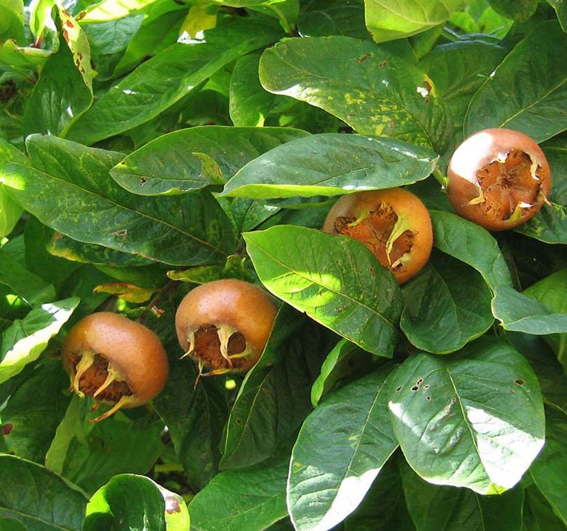 Medlar plant - How to grow & care