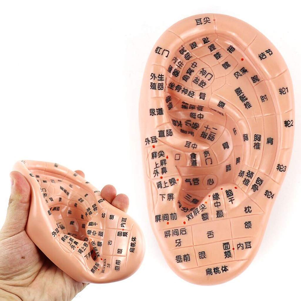 Buy FXQ Ear Zone Model Ear Reflex Zone Massage Model - Human ...