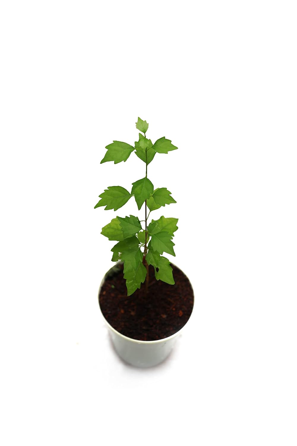 keralagro Munja-Medicinal Plant : Amazon.in: Garden & Outdoors