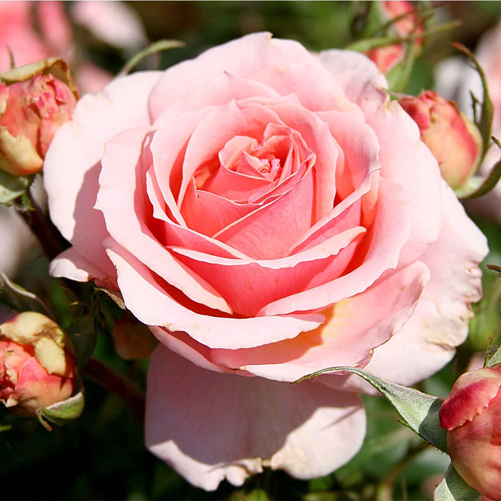 Amazon.com : Heirloom Roses Rose Plant - Tournament of Roses Pink Rose ...