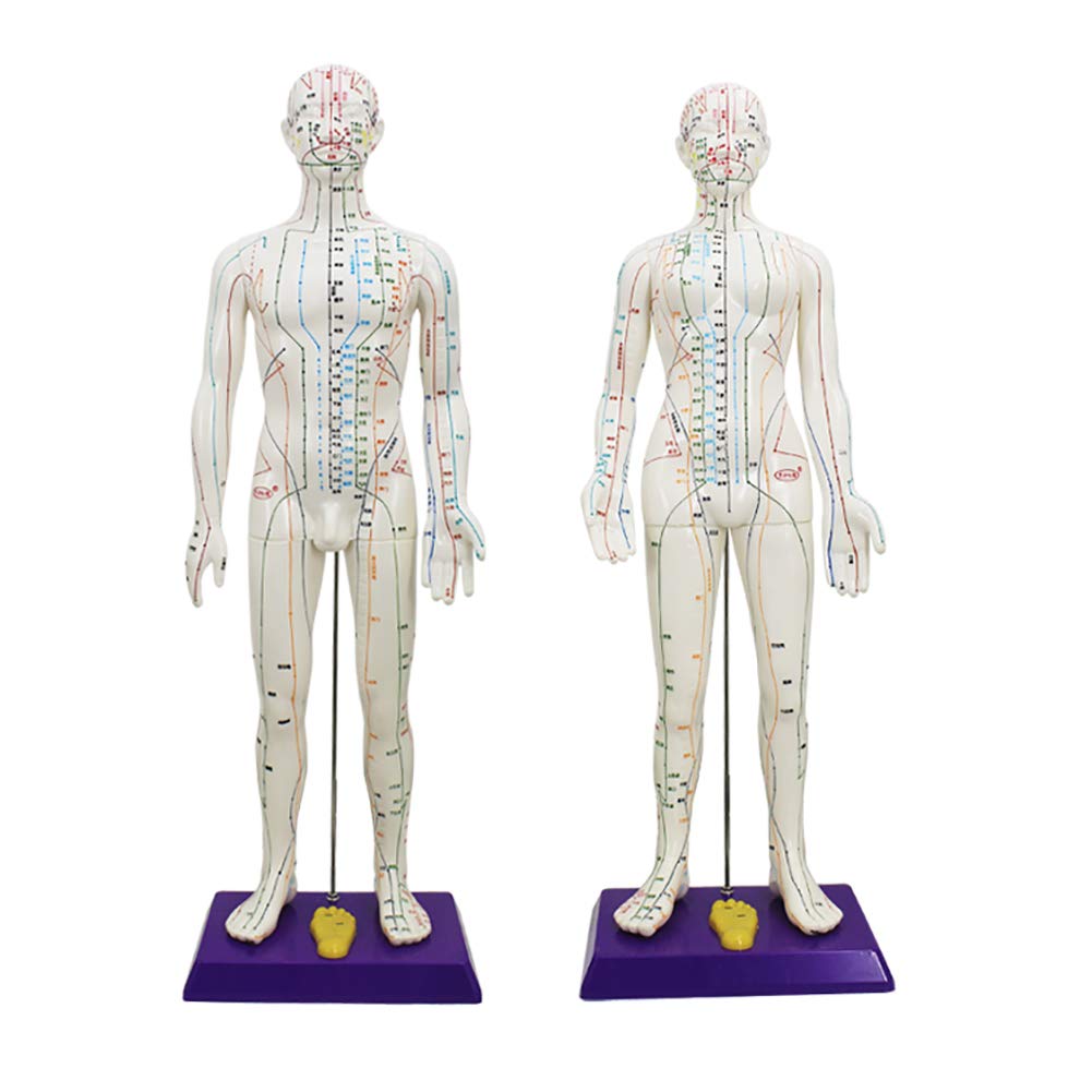 Buy Human Acupuncture Model alist Doctor Figurine Body Chinese Clear ...